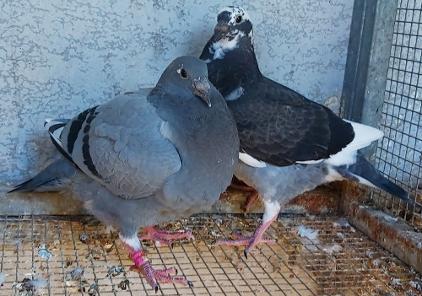 Stock Birds | Northern Gold Coast | Hudson Lofts